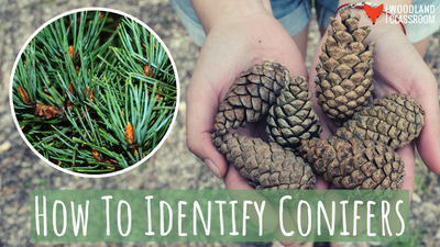 How To Identify Conifer Trees
