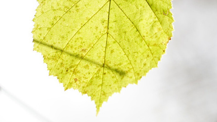 Institute for Outdoor Learning - Home